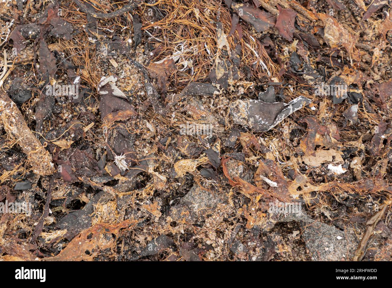 Background of various types of dried up seaweed and debris which can be ...