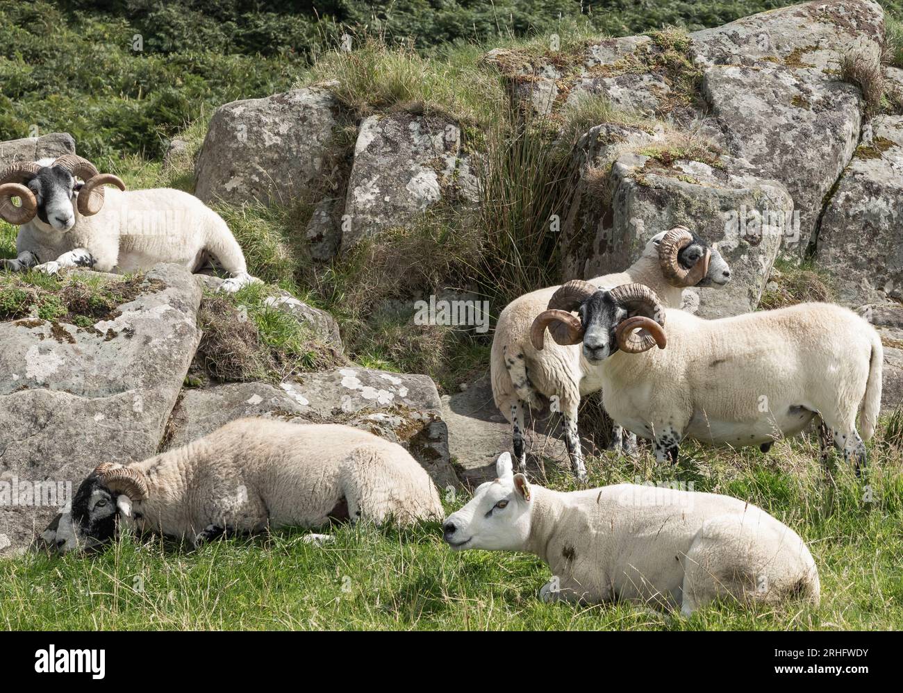 Herd of sheep with magnificent horns in a field and sun bathing on ...