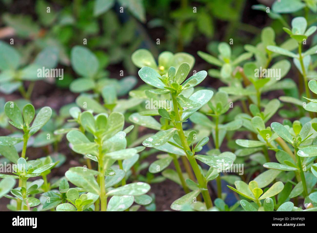 Medicinal purslane plant, green fresh purslane plant cultivated in the ...
