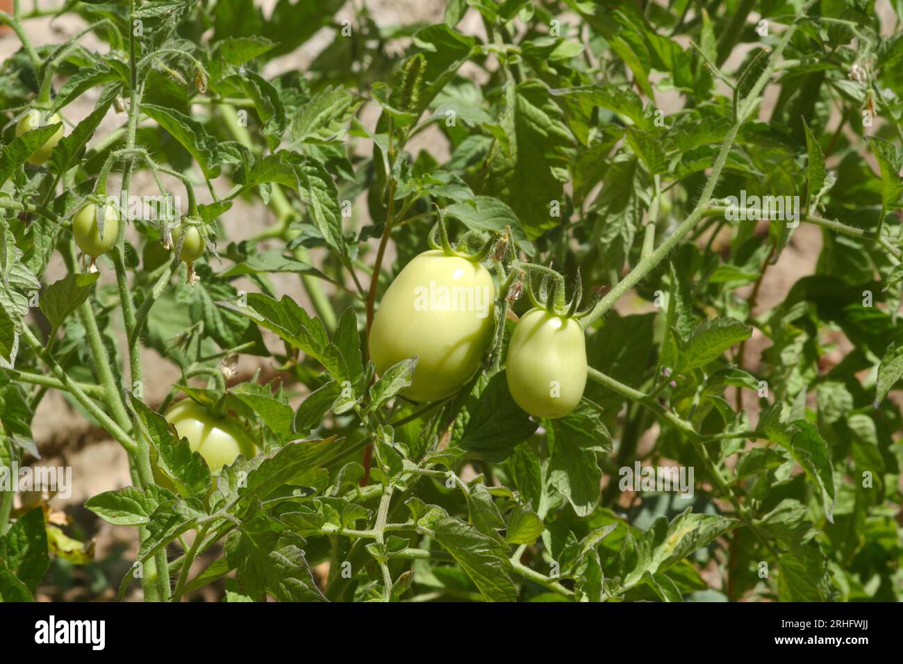 Rio grande variety tomato hi-res stock photography and images - Alamy