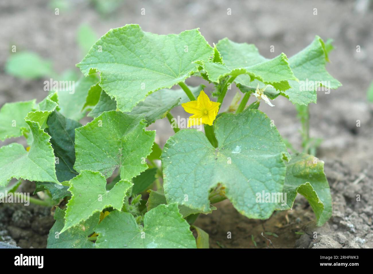 cucumber plant and its yellow flower, cucumber flower, blooming ...