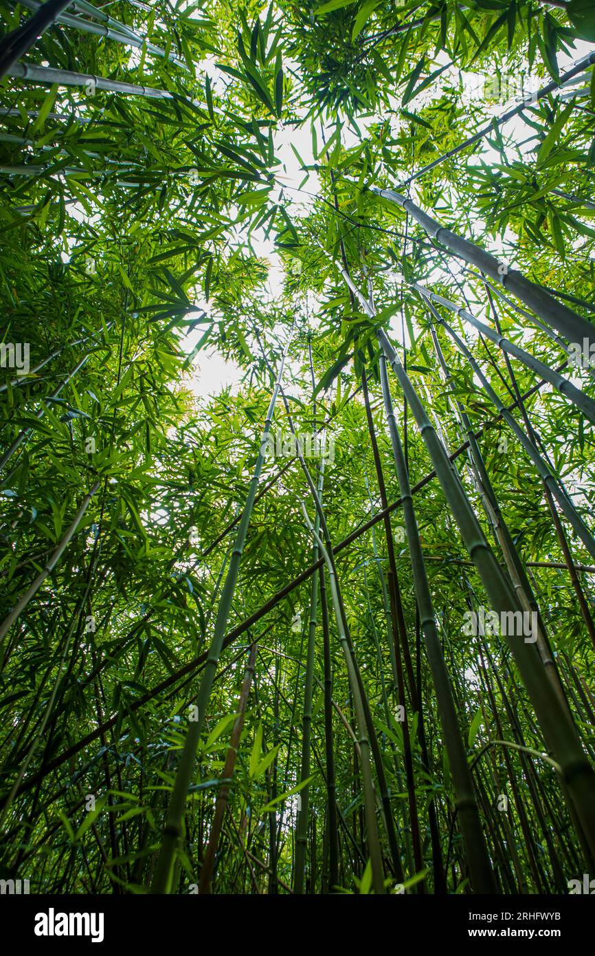 Enchanted forest landscapes hi-res stock photography and images - Alamy