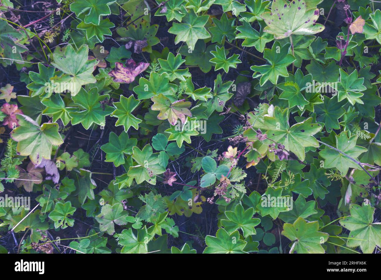 Alchemilla alpina or alpine lady's-mantle green leaves, top view ...
