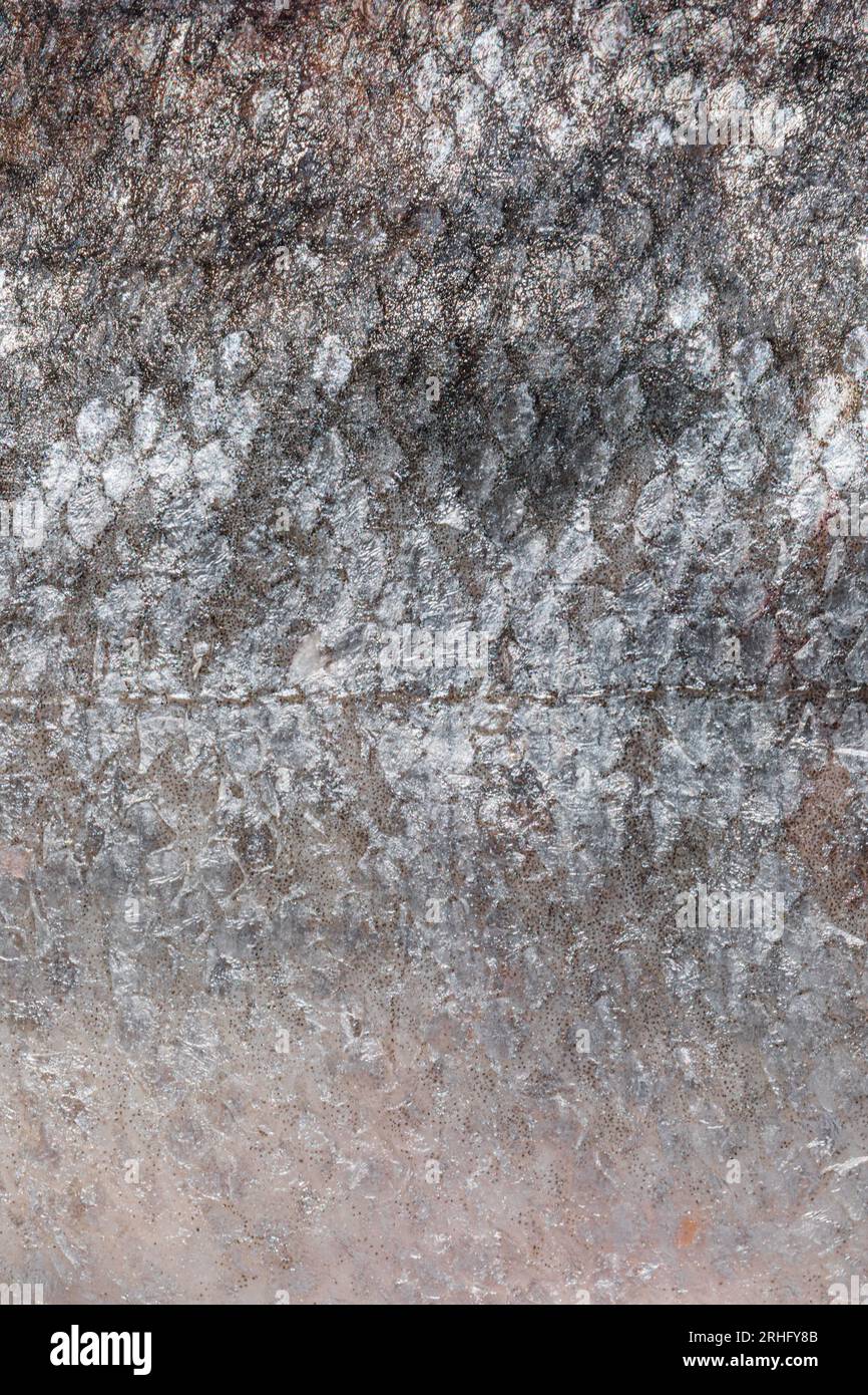 Silver fish scales hi-res stock photography and images - Alamy