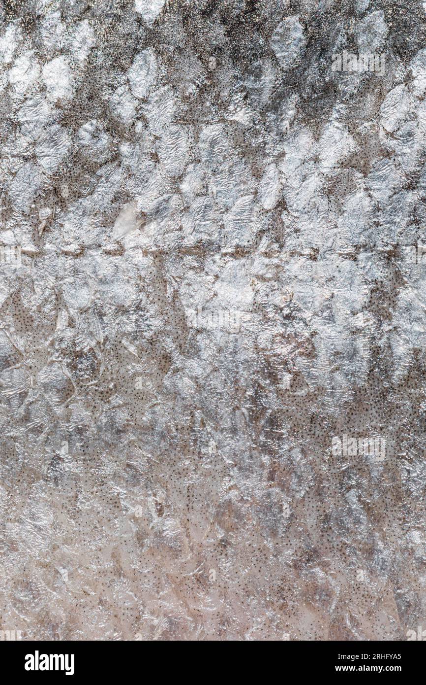 Silver fish scales hi-res stock photography and images - Alamy