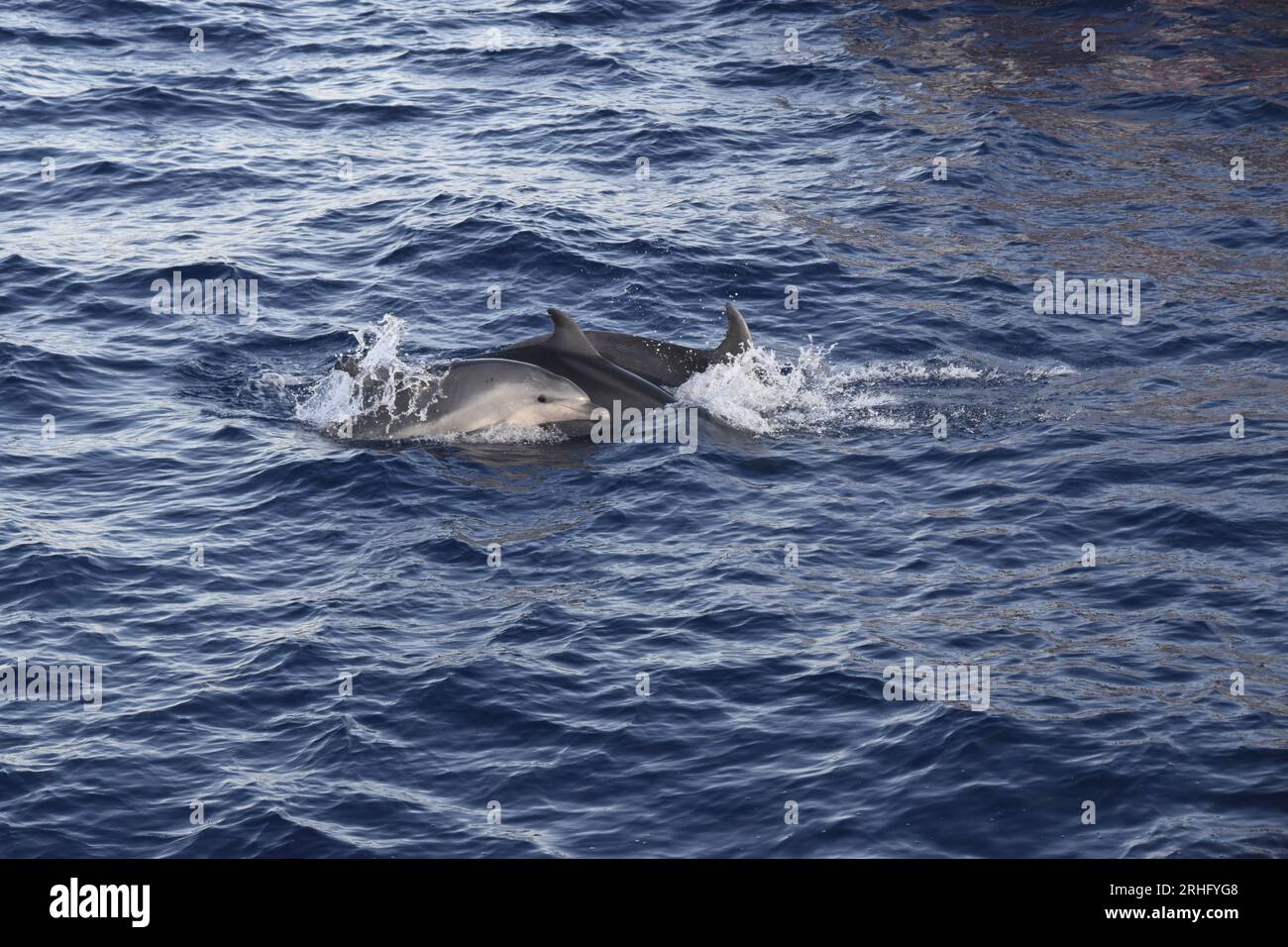 dolfins jumping in the water Stock Photo - Alamy