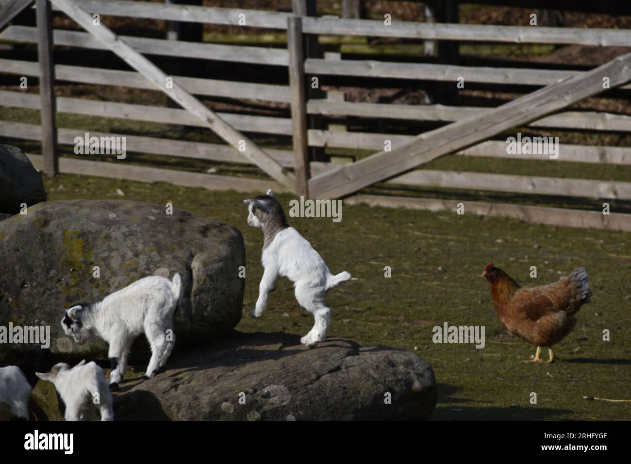 Goat jumping hi-res stock photography and images - Alamy