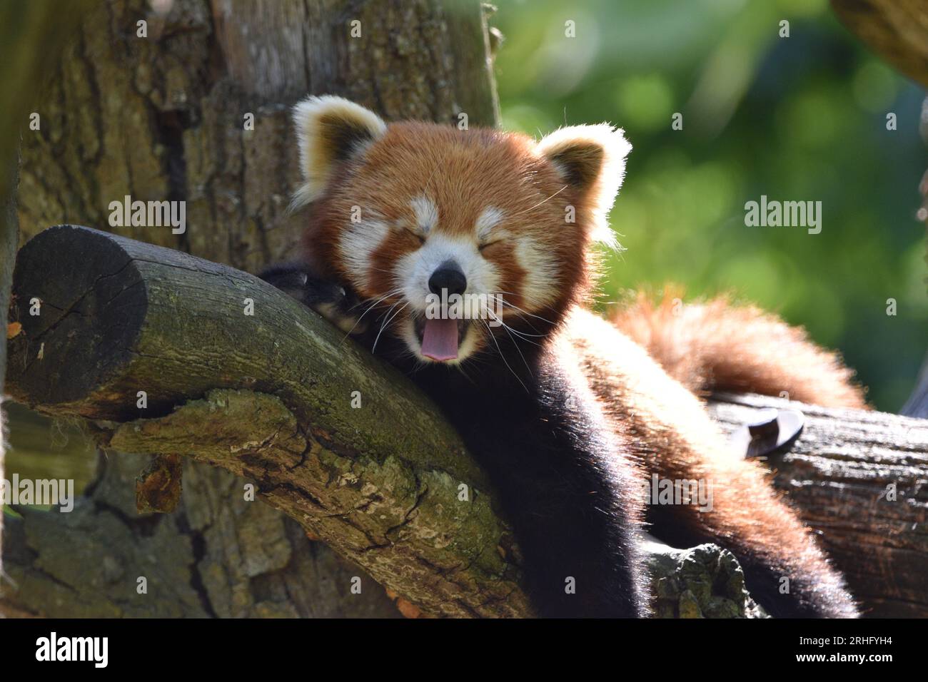 a red panda yawning Stock Photo - Alamy