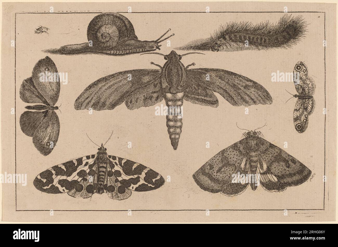 Six insects hi-res stock photography and images - Alamy