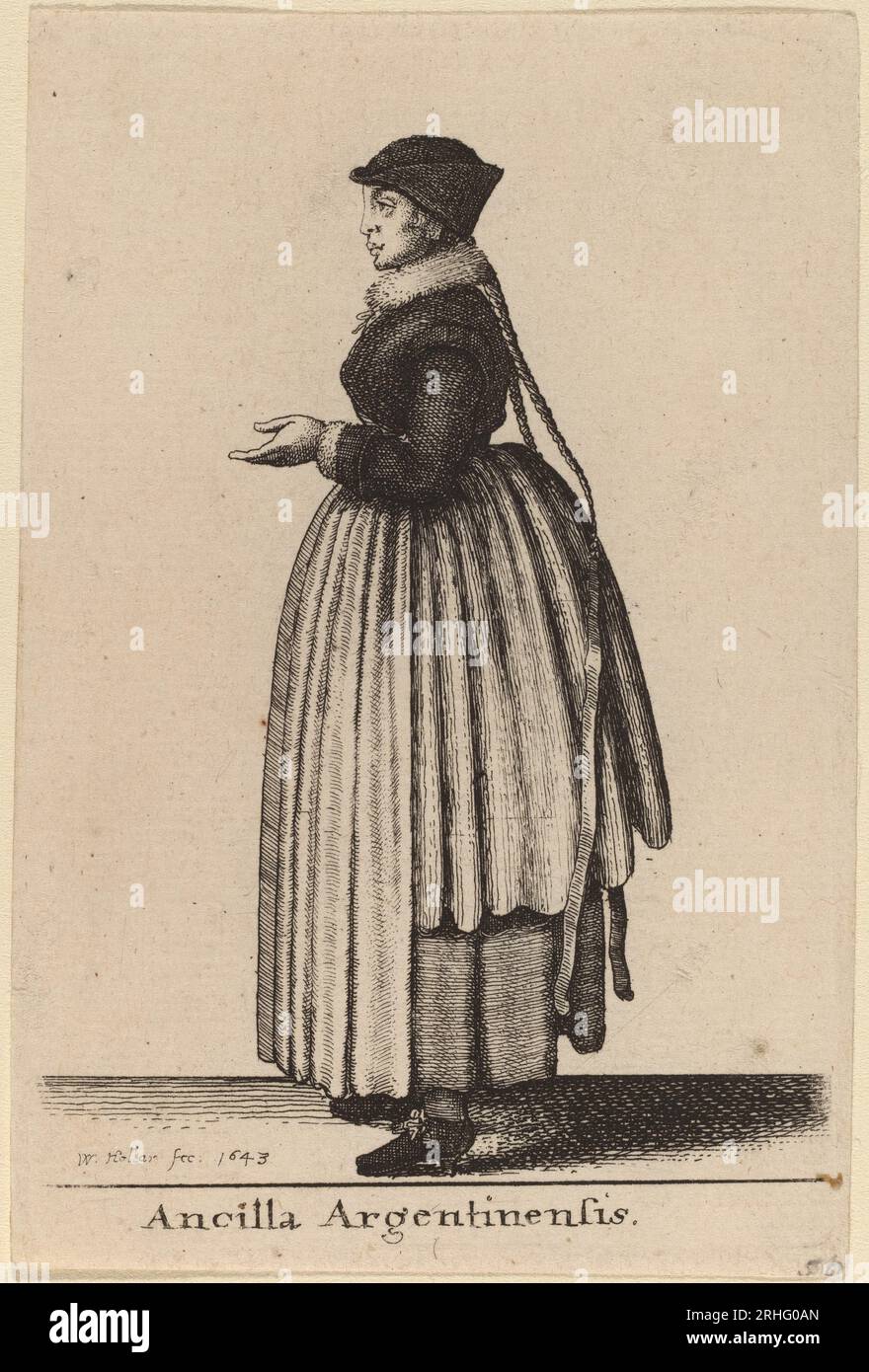 Ancilla argentinensis hi-res stock photography and images - Alamy