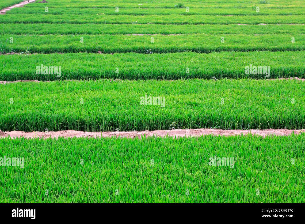 Rice seedling grow sturdily in spring, north china Stock Photo - Alamy
