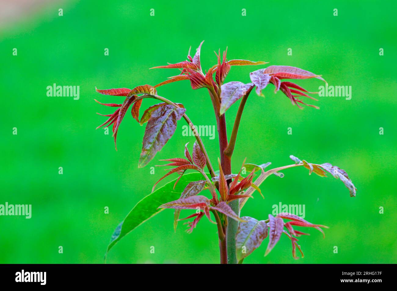 Chinese toona hi-res stock photography and images - Alamy
