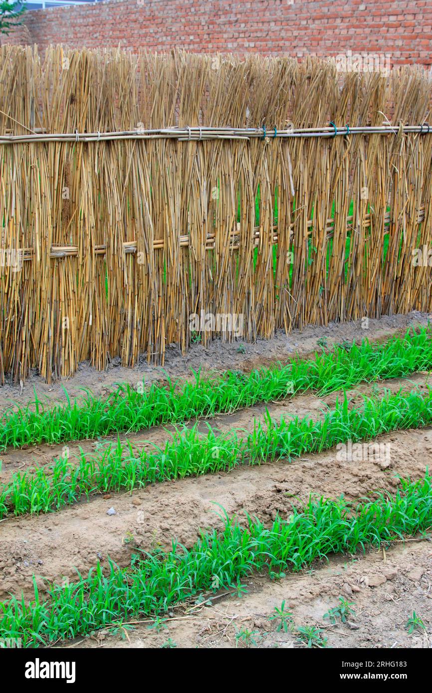 seedling and fence, close up of pictures, north china Stock Photo - Alamy