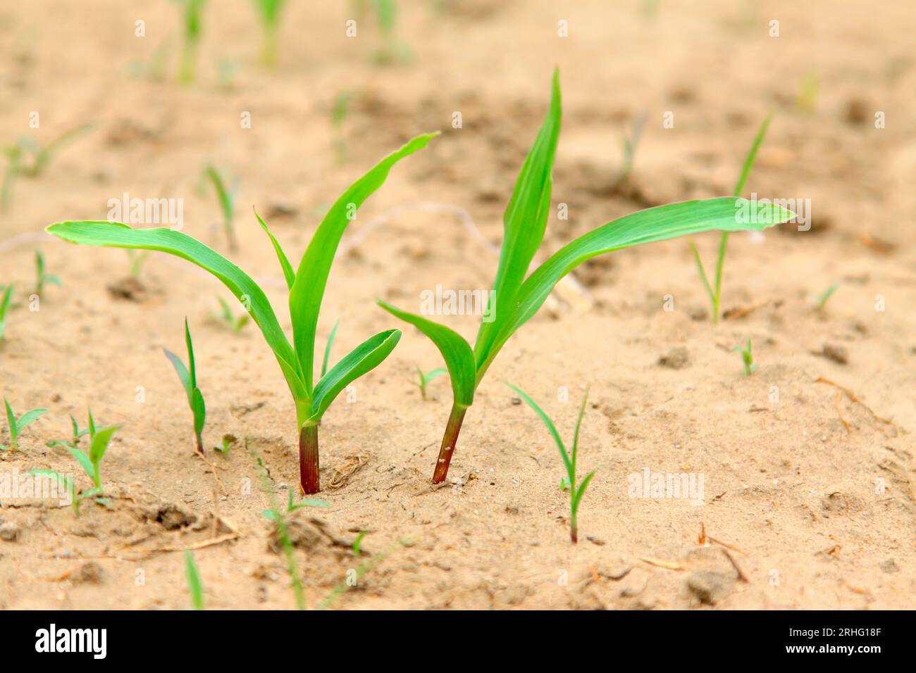 Maize seedlings hi-res stock photography and images - Alamy