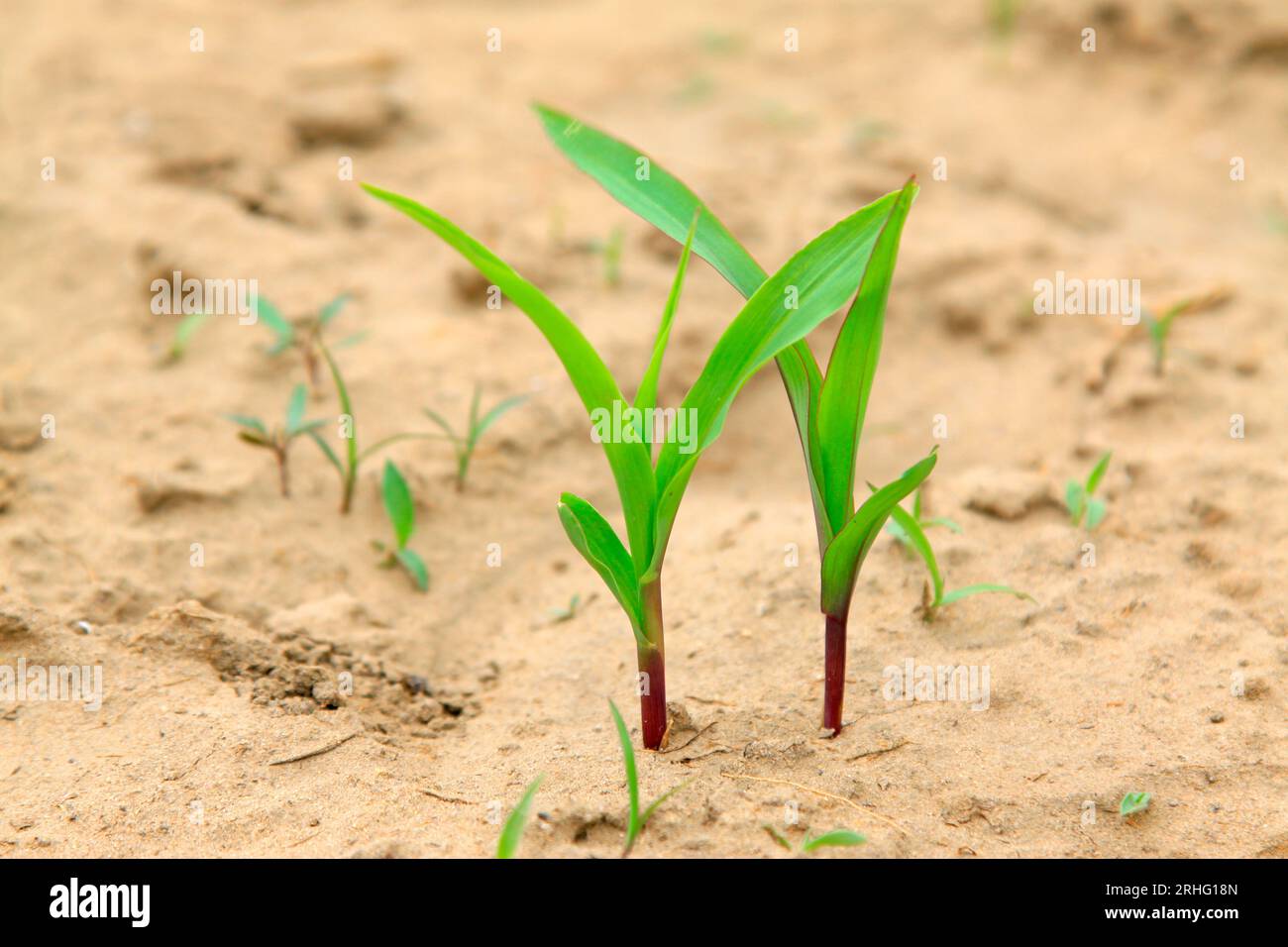 Maize seedlings in the field, north china Stock Photo - Alamy