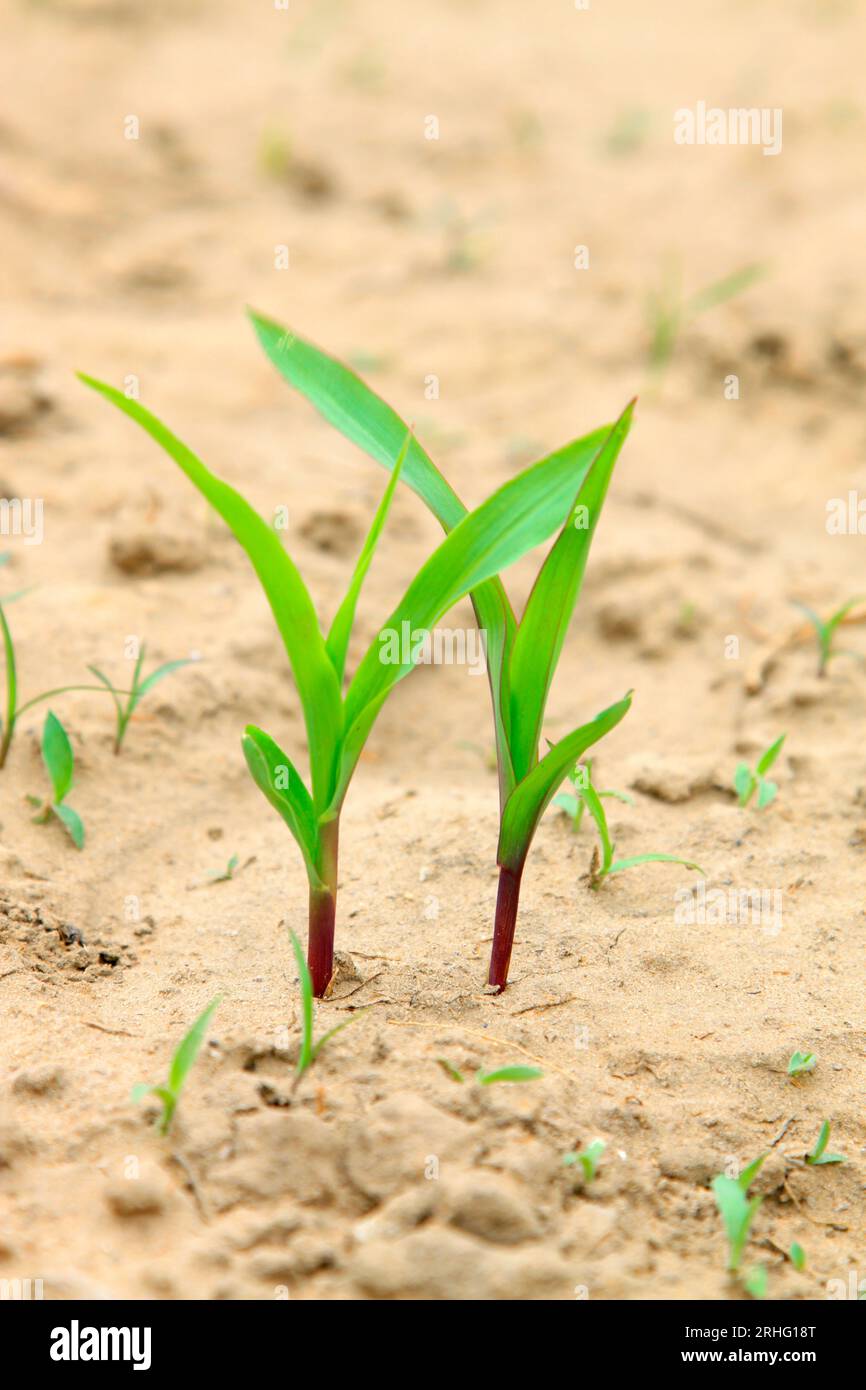 Planting corn seedlings hi-res stock photography and images - Alamy