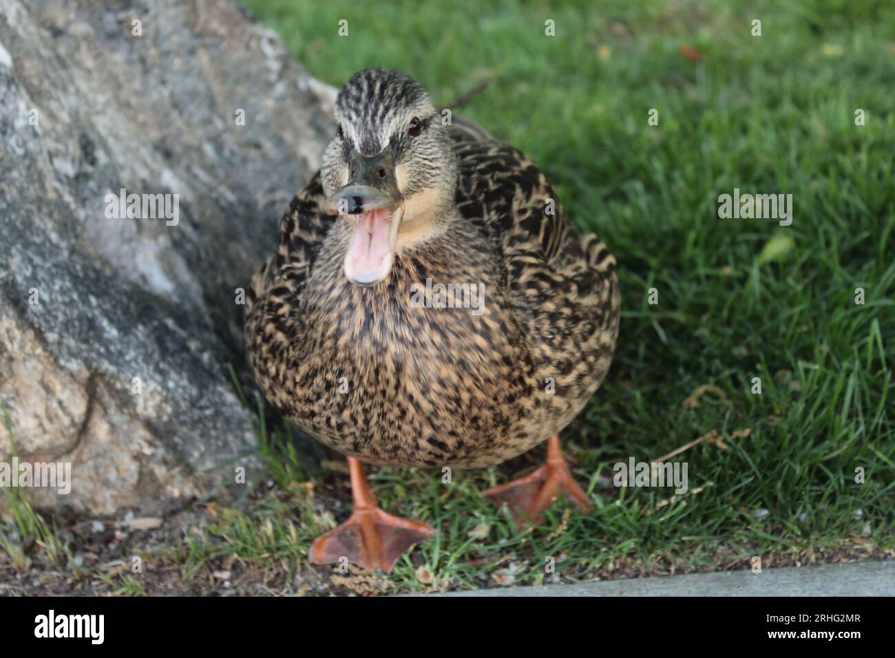 a very chuffed duck Stock Photo - Alamy
