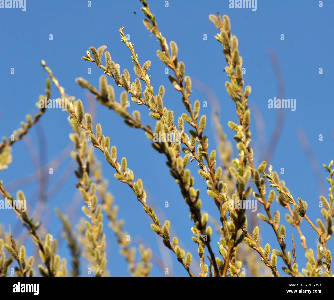 Willow (Salix caprea) branches with buds before flowering Stock Photo ...