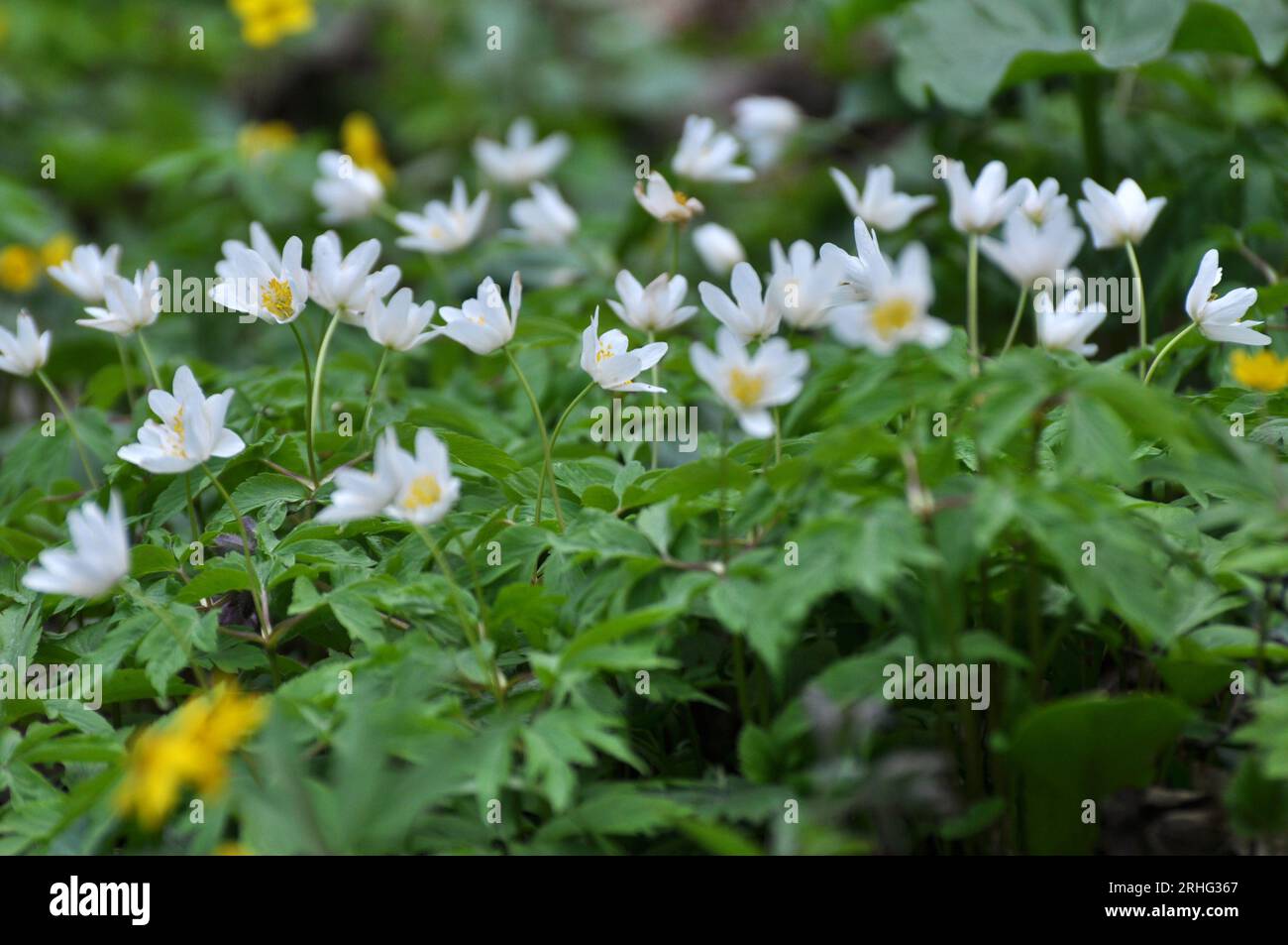 In the wildlife of the forest bloom early spring perennial plant ...