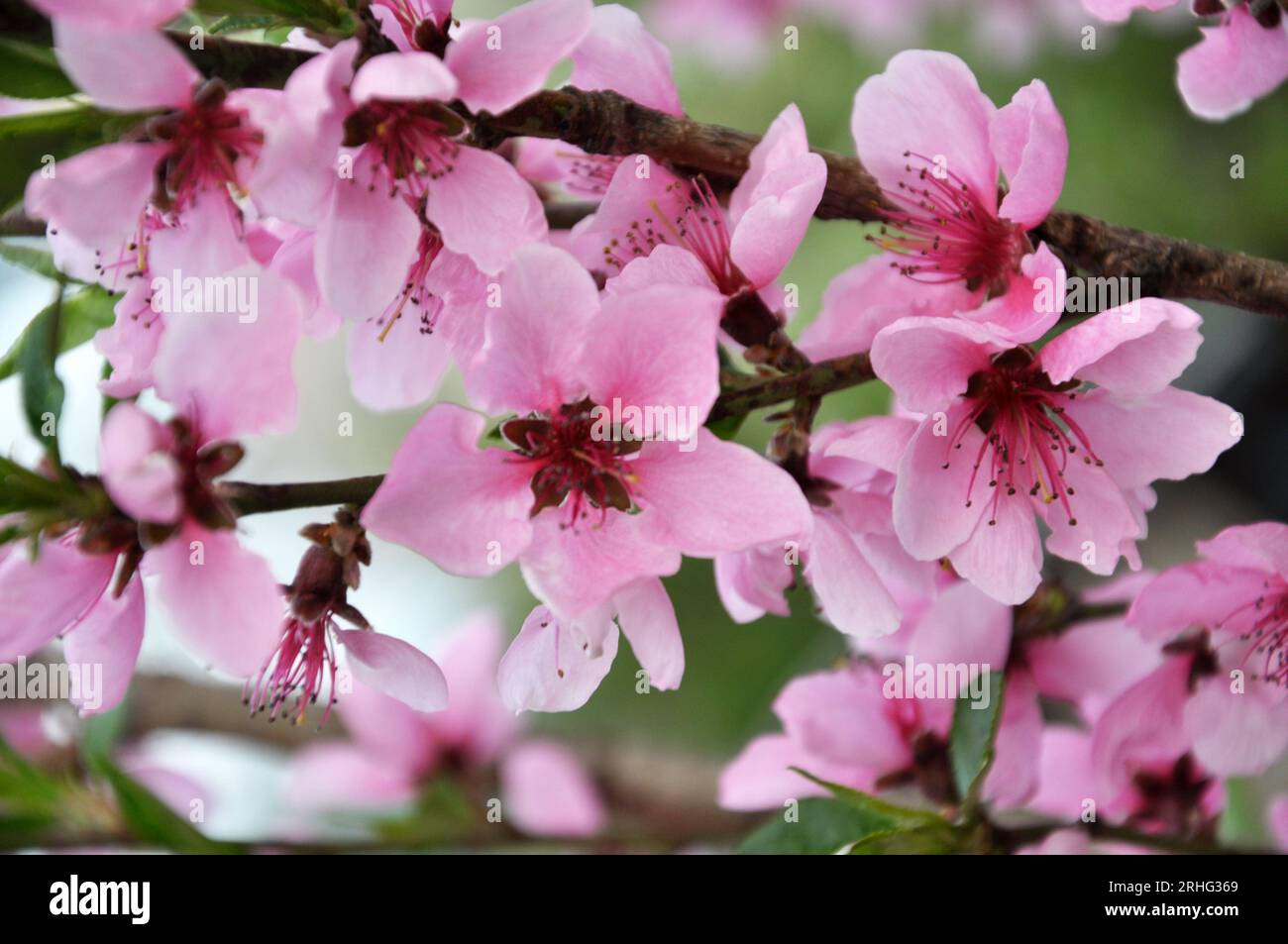 Peach tree in orchard blooming hi-res stock photography and images - Alamy