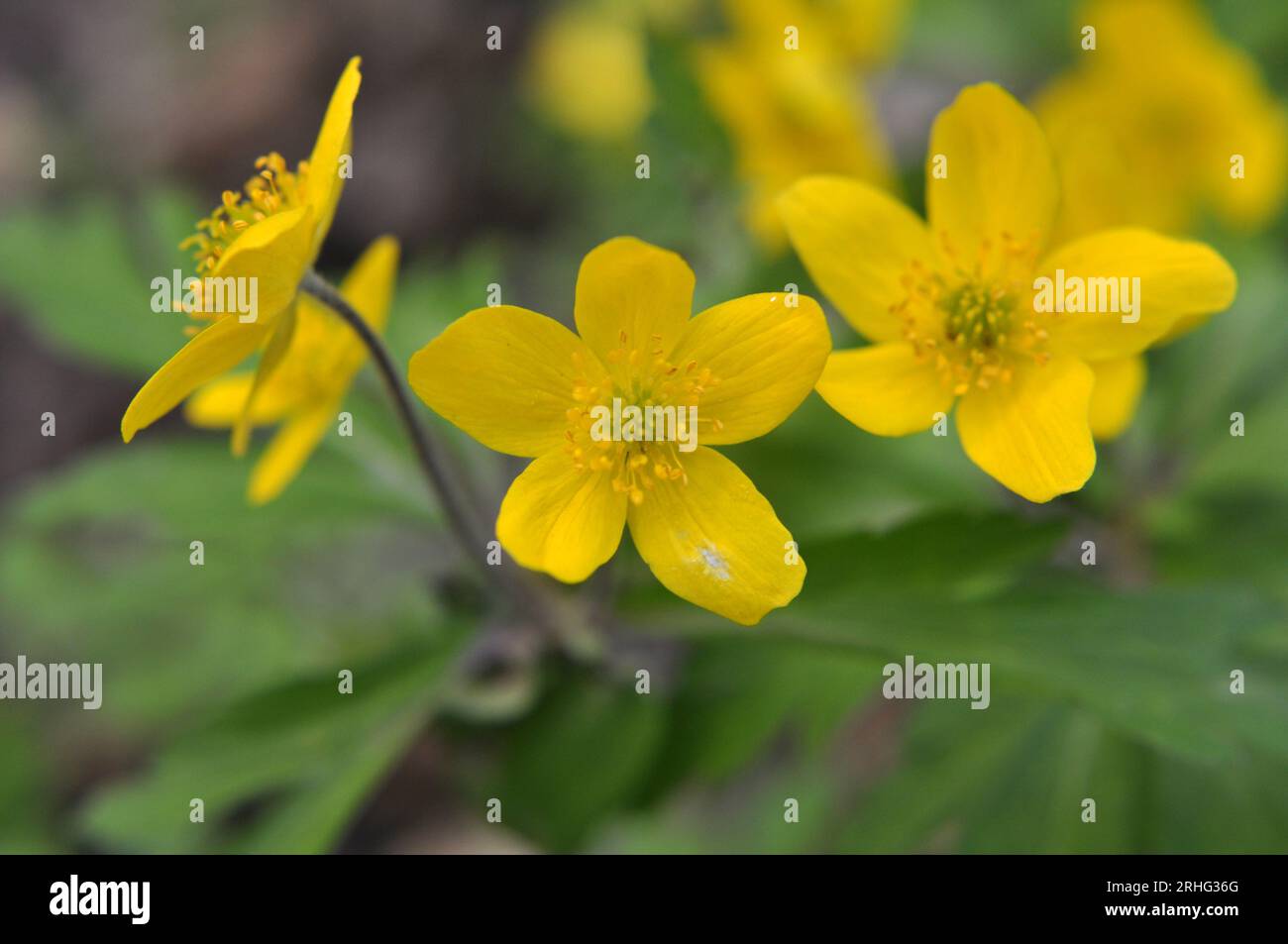 In the spring in the wild forest blooms anemone yellow (Anemone ...