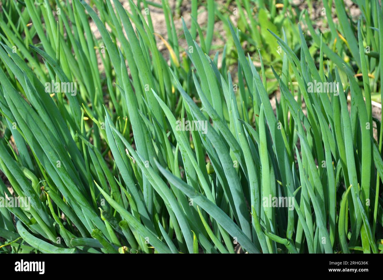 How to grow green onions hi-res stock photography and images - Alamy