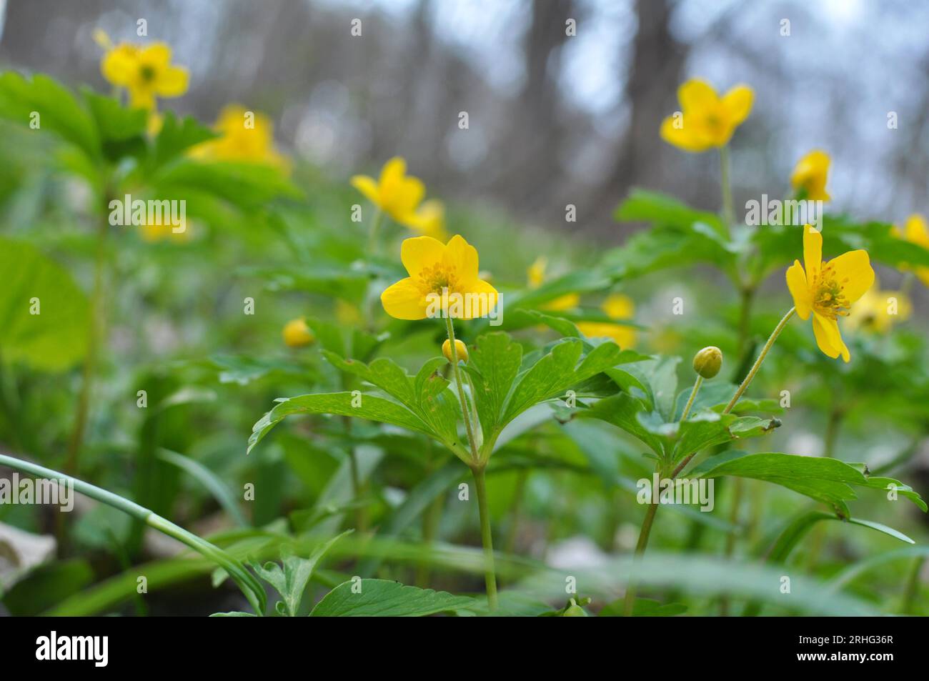 In the spring in the wild forest blooms anemone yellow (Anemone ...