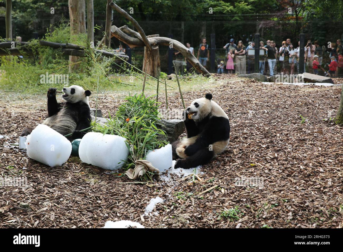 Brugelette, Belgium. 16th Aug, 2023. Giant panda twins Bao Di (L) and ...