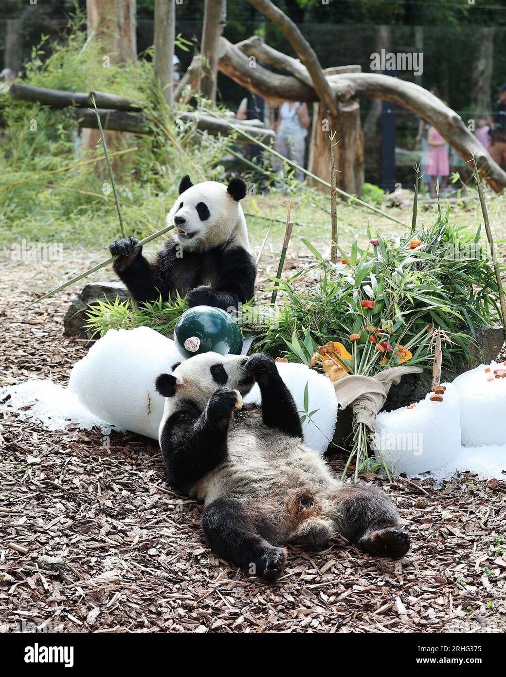 Brugelette, Belgium. 16th Aug, 2023. Giant panda twins Bao Di (rear ...