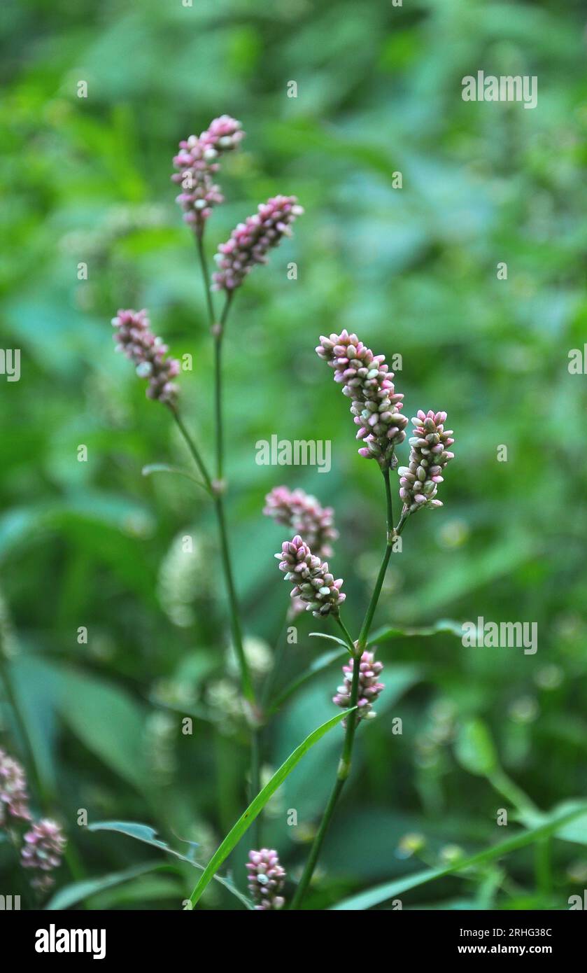 Weed Persicaria lapathifolia grows in a field among agricultural crops ...