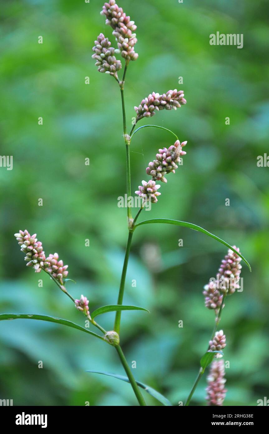 Weed Persicaria lapathifolia grows in a field among agricultural crops ...