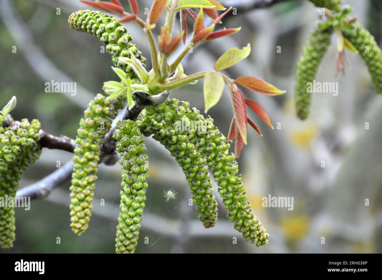 Spring flowering walnut on a blurry background Stock Photo - Alamy