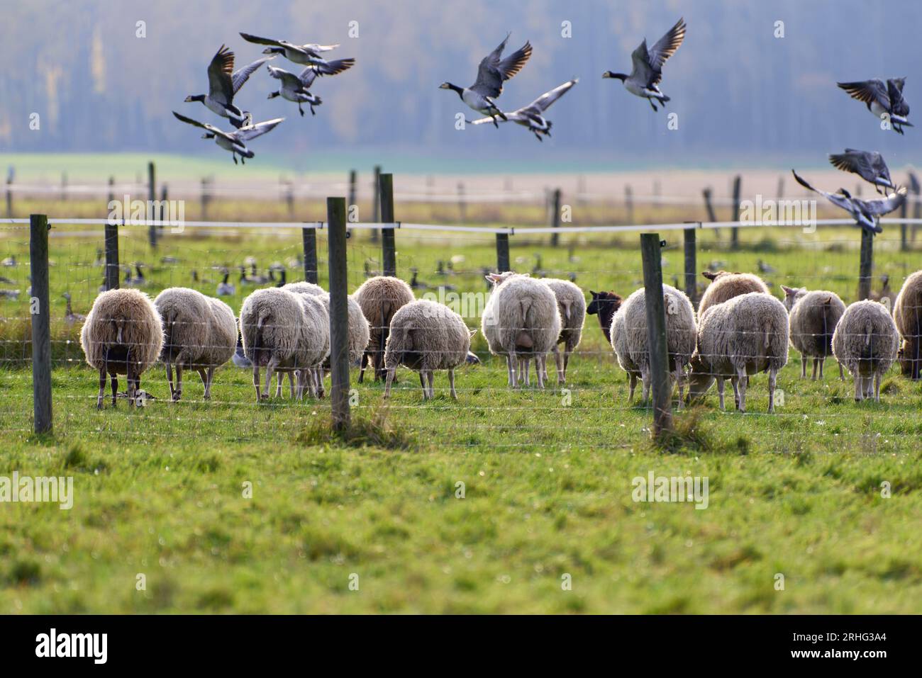 Mutton birds hi-res stock photography and images - Alamy