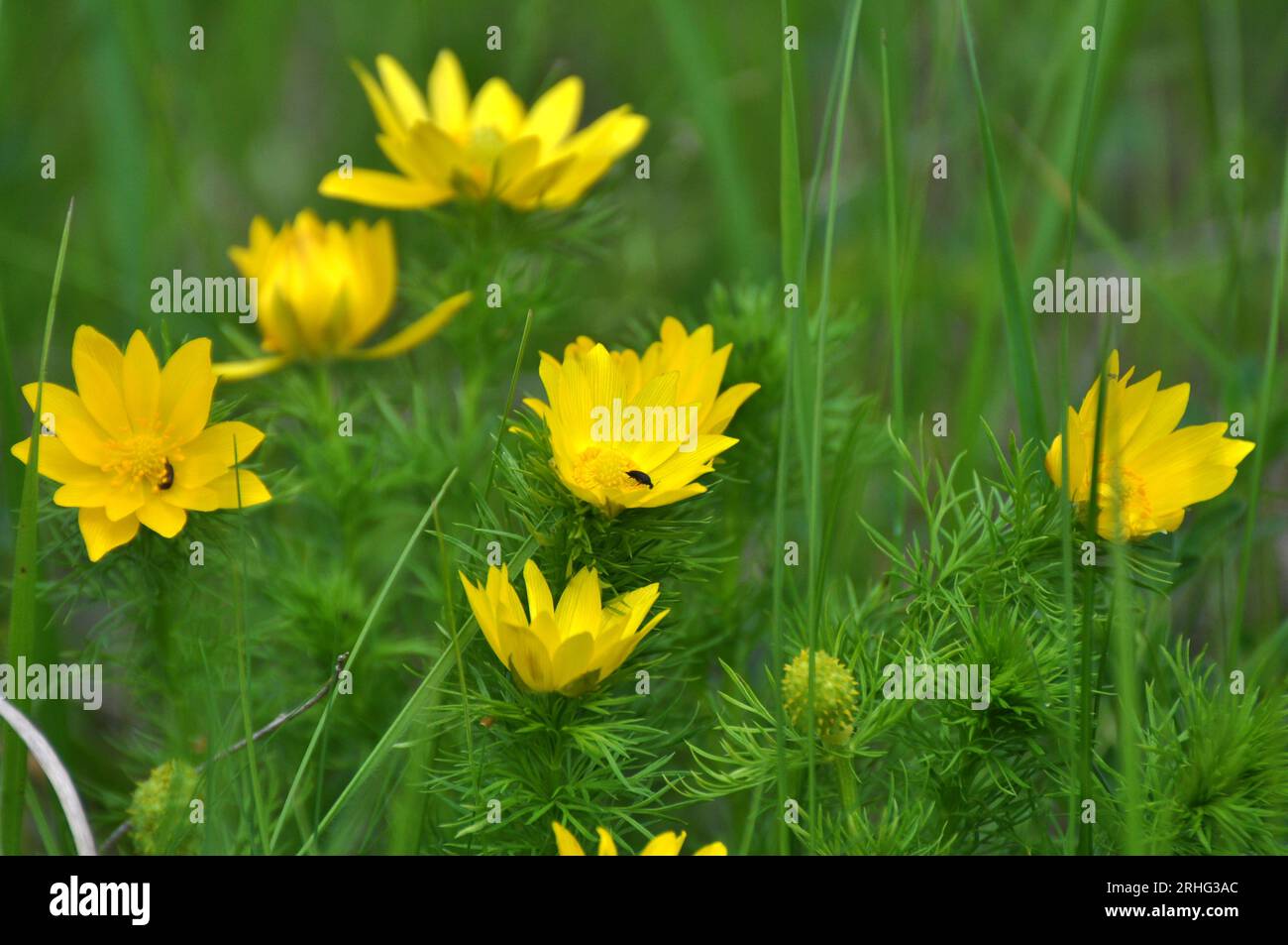 Adonis flowers hi-res stock photography and images - Alamy