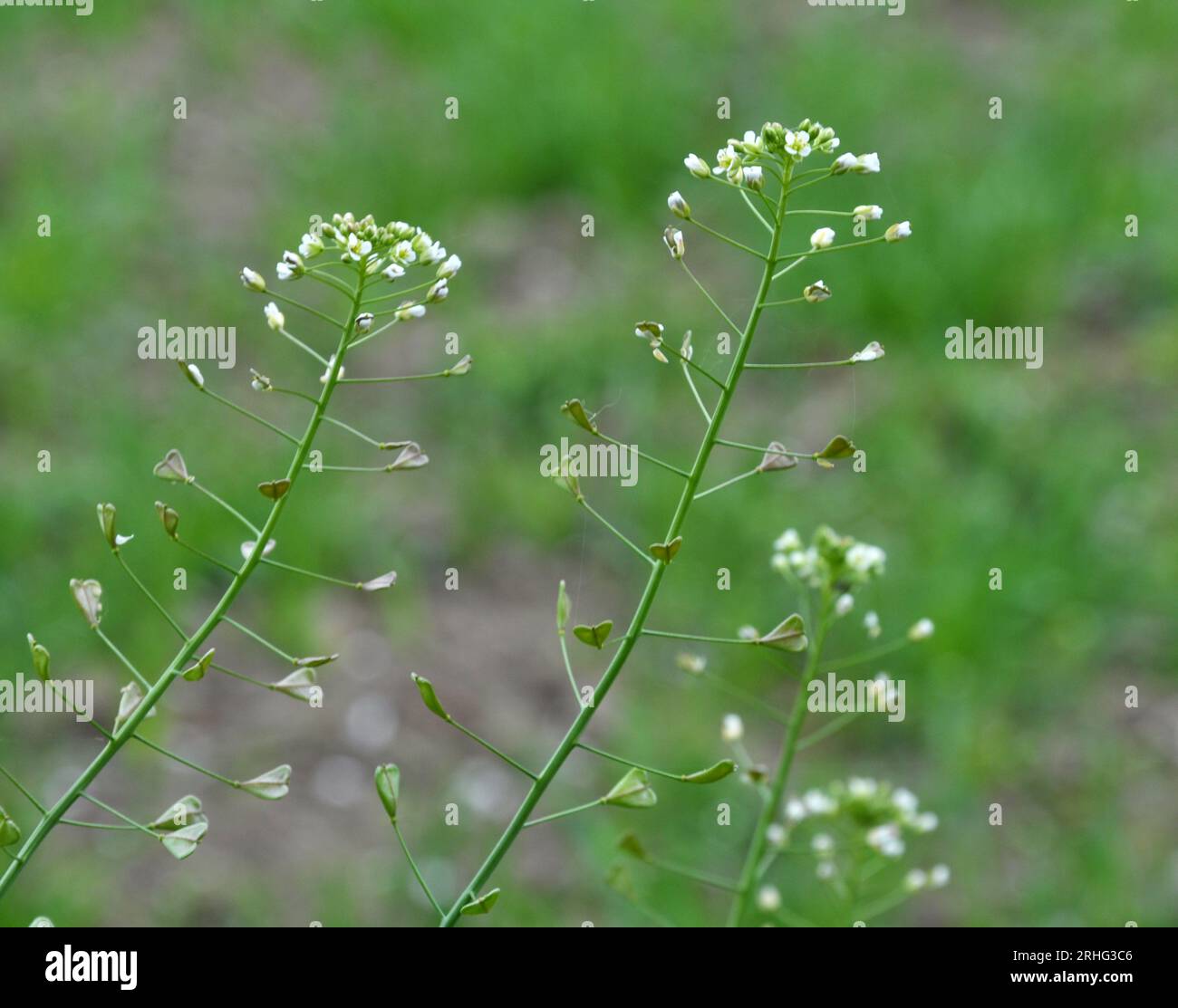 In nature, the field grow Capsella bursa-pastoris Stock Photo - Alamy