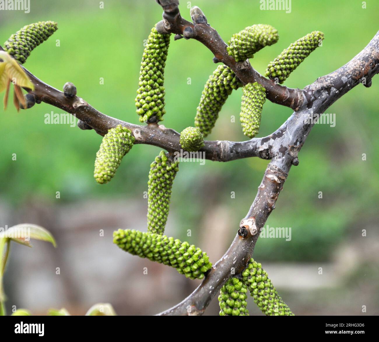 Spring flowering walnut on a blurry background Stock Photo - Alamy
