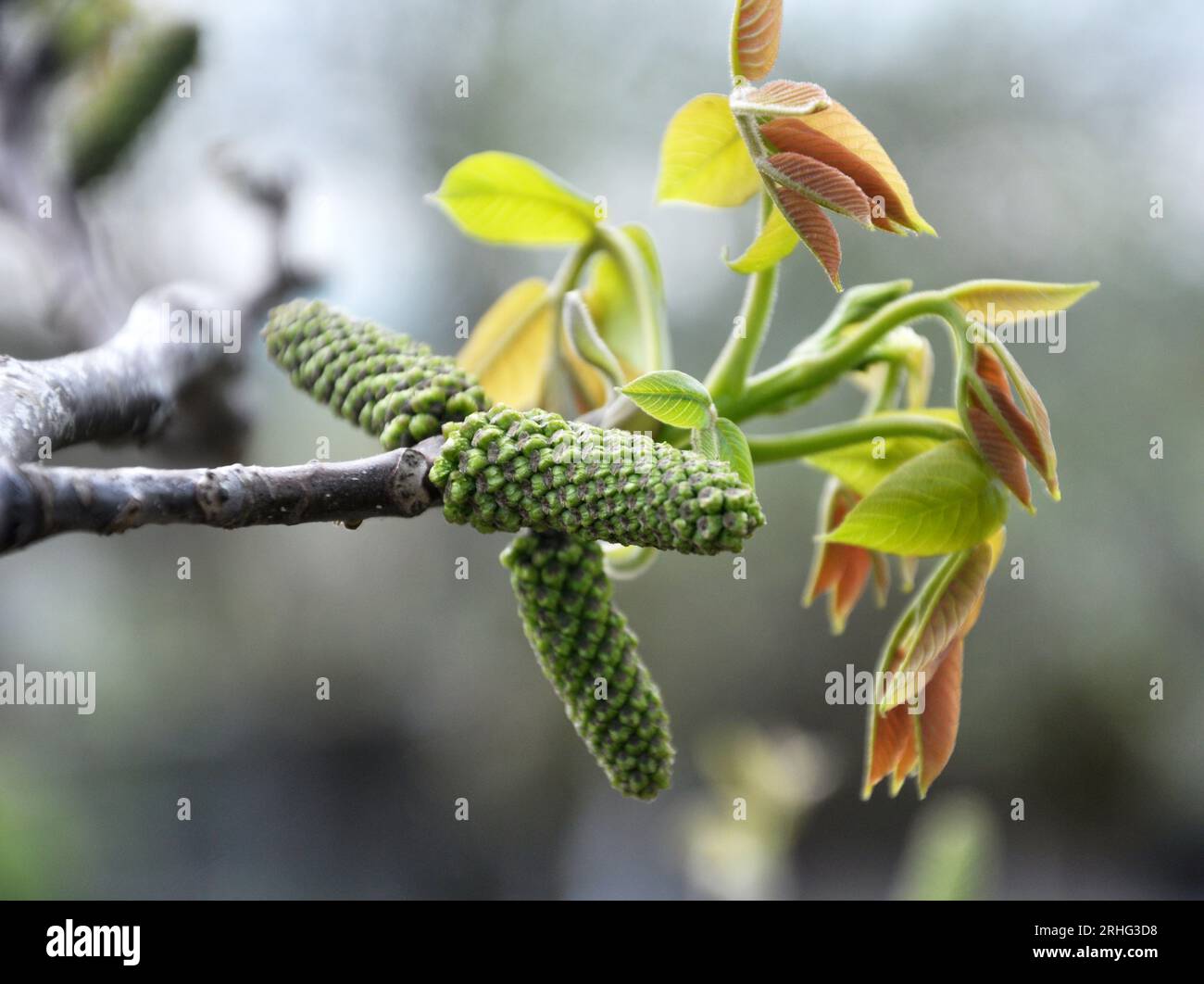 Spring flowering walnut on a blurry background Stock Photo - Alamy