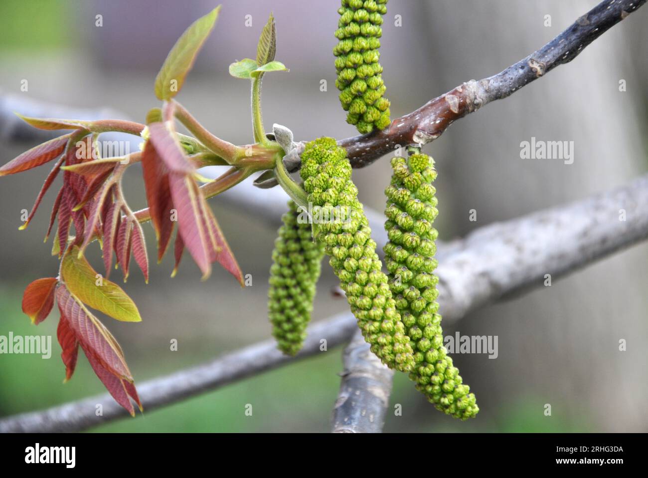 Spring flowering walnut on a blurry background Stock Photo - Alamy