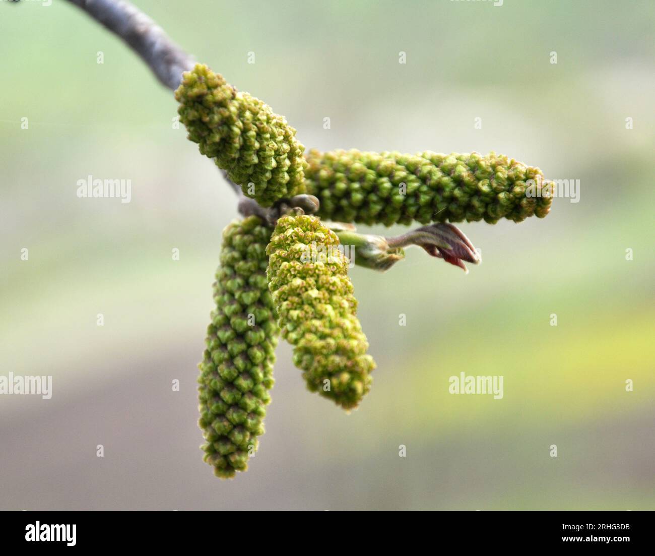 Spring flowering walnut on a blurry background Stock Photo - Alamy