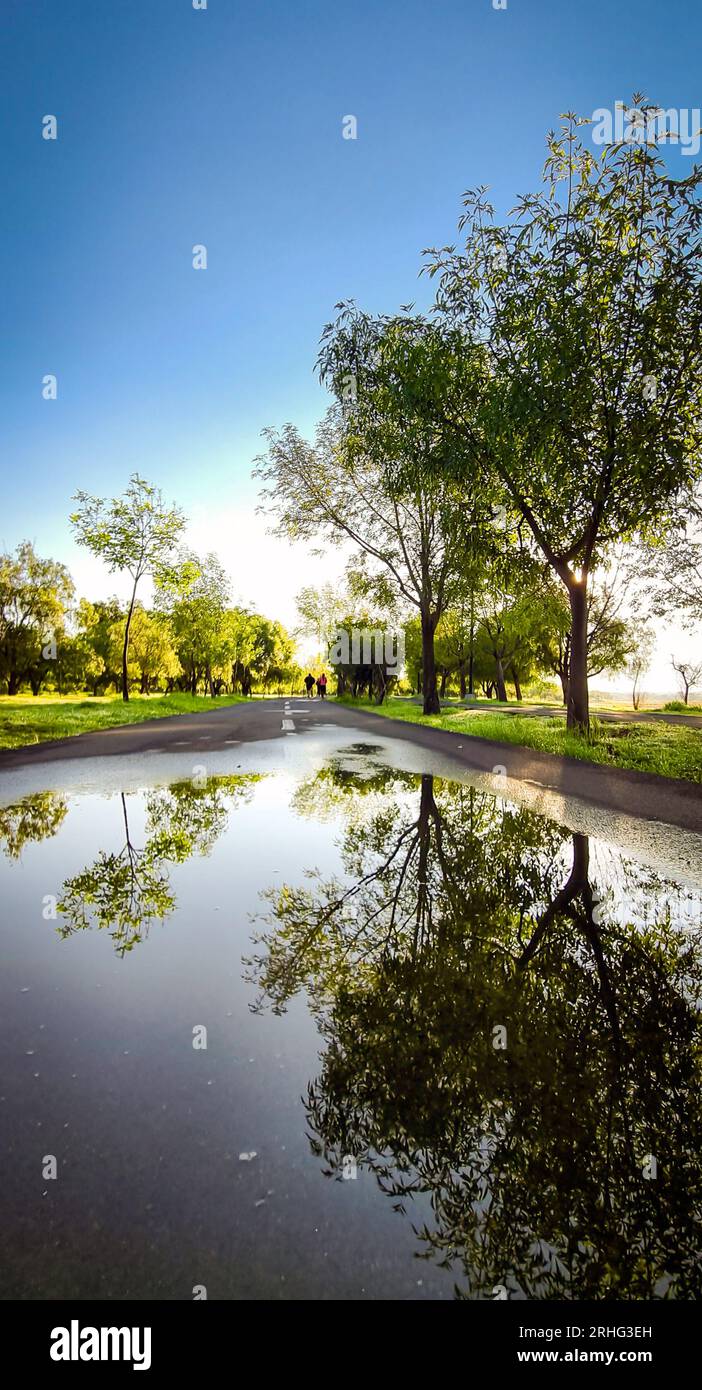 Reflection from a tree in a puddle of water on the street Stock Photo ...