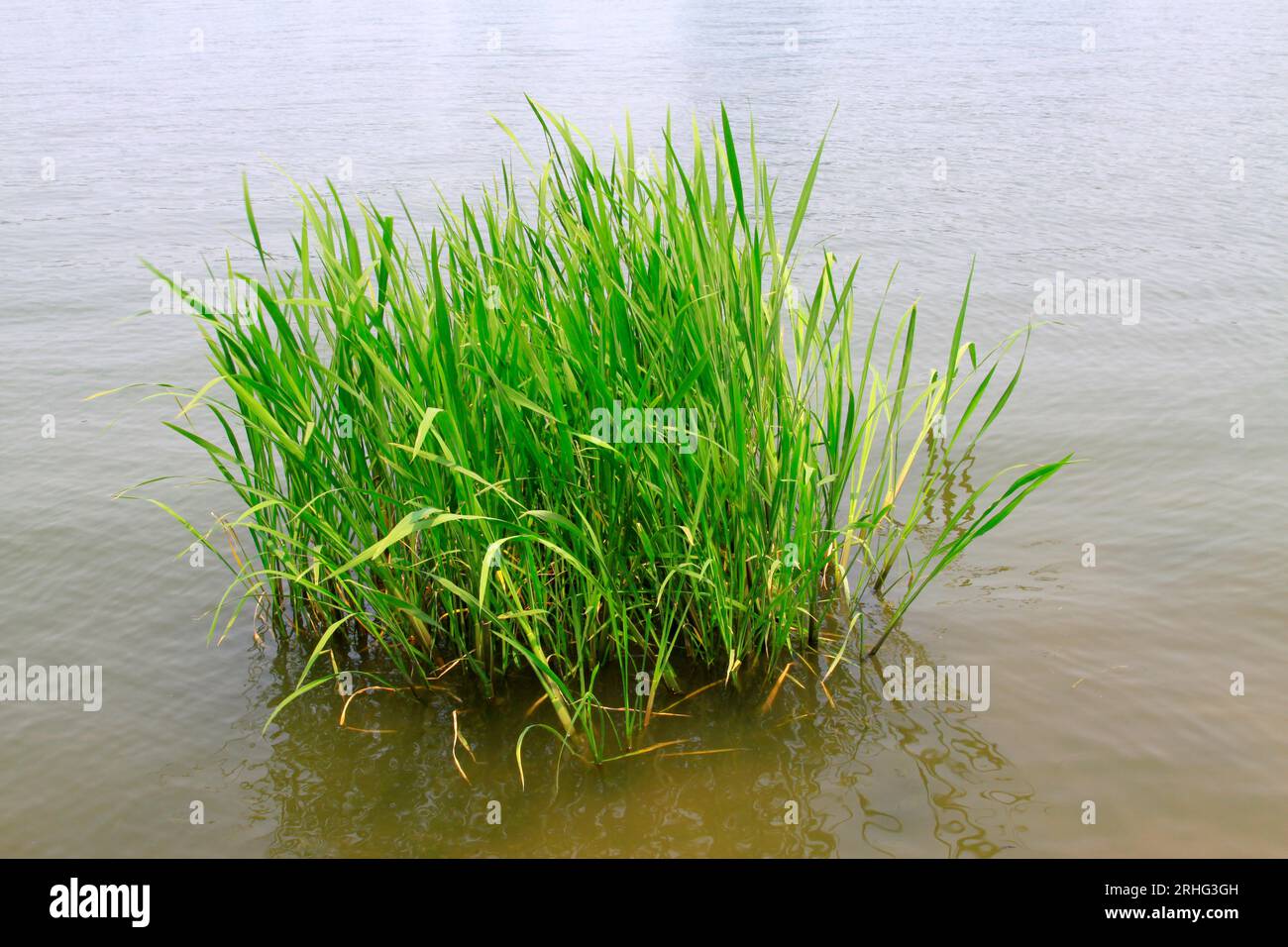 Hydrophyte hi-res stock photography and images - Alamy