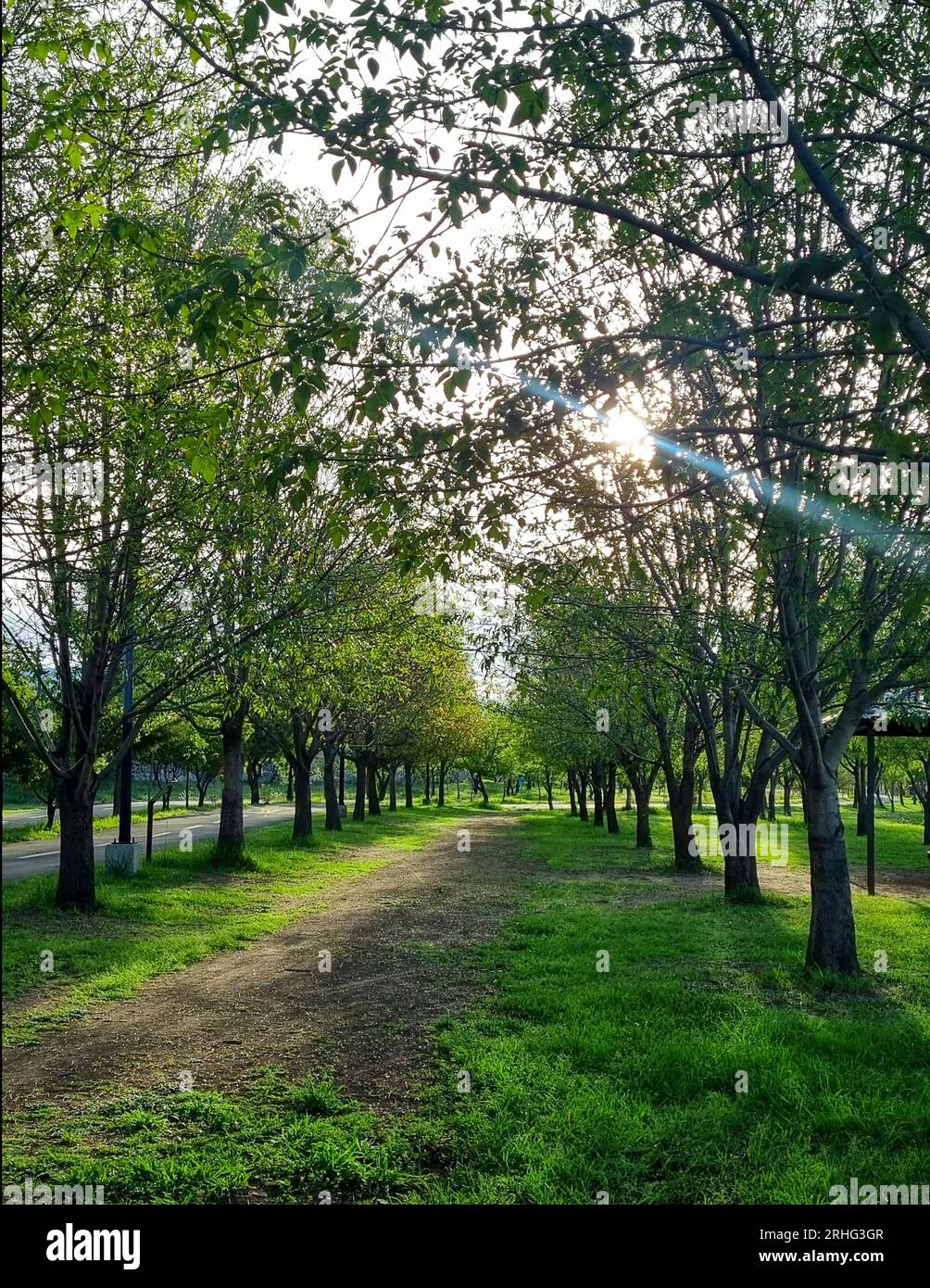 tree line morning sunrise Stock Photo - Alamy