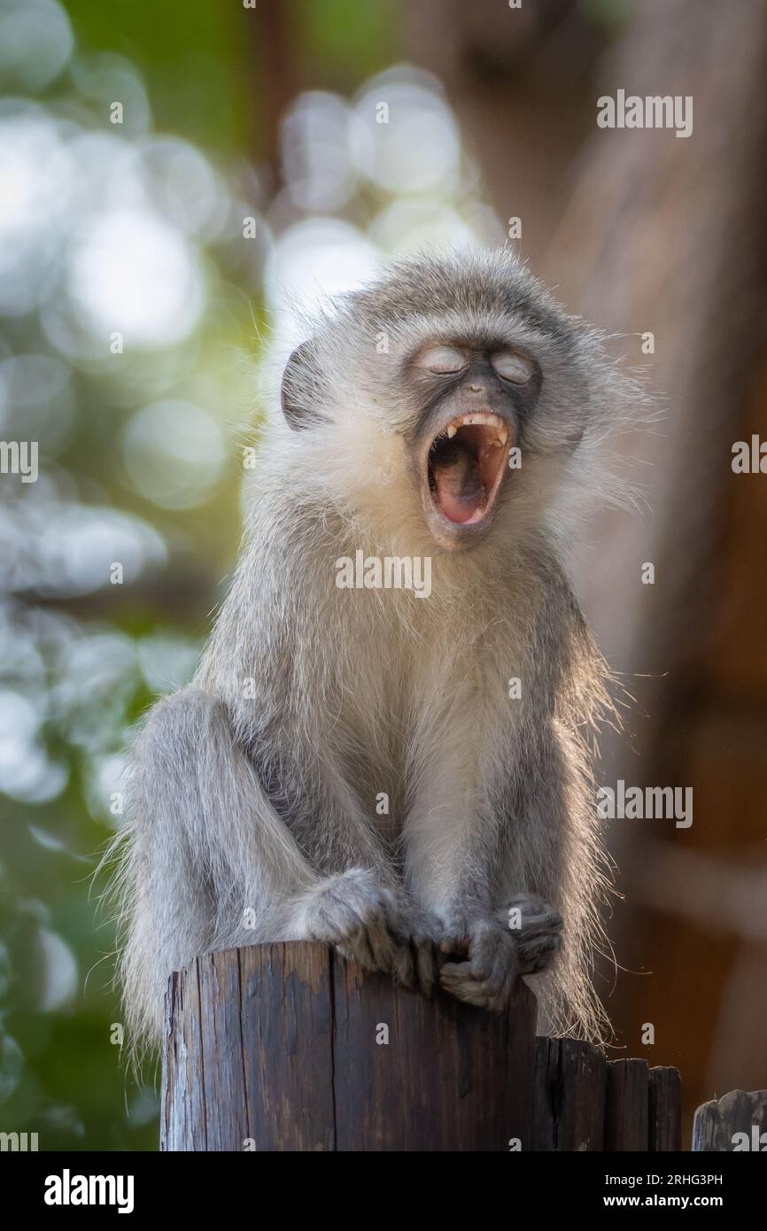 Baby vervet monkey yawning in South Africa Stock Photo - Alamy