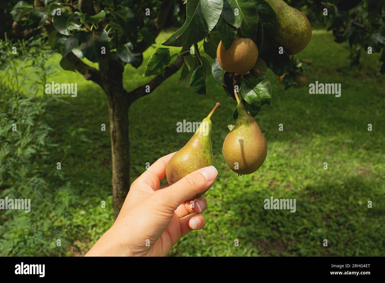 Hand holding growing pear hi-res stock photography and images - Alamy