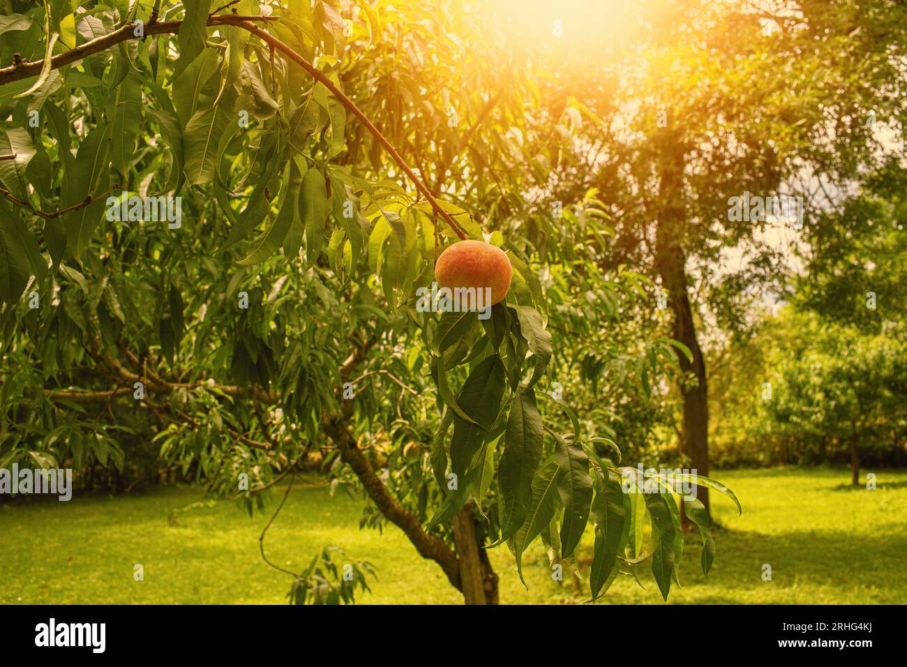 Peaches growing on a tree in the garden.Summer season. High quality ...