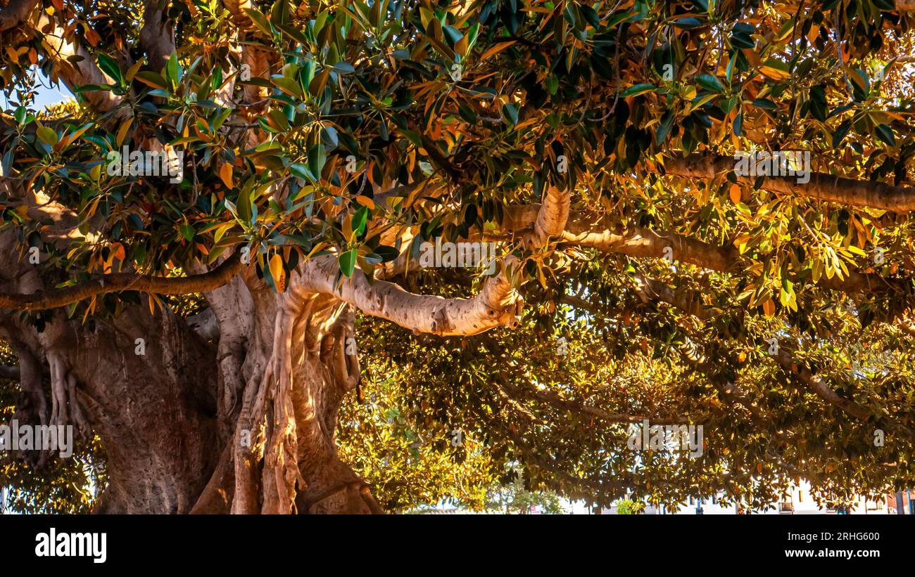 A southern magnolia tree, Magnolia grandiflora, in Beverly Hills, Los ...