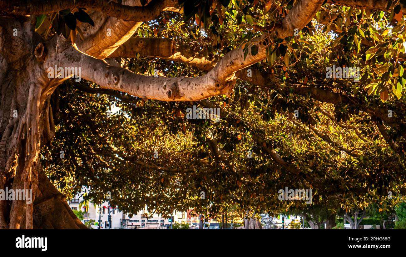 A southern magnolia tree, Magnolia grandiflora, in Beverly Hills, Los ...