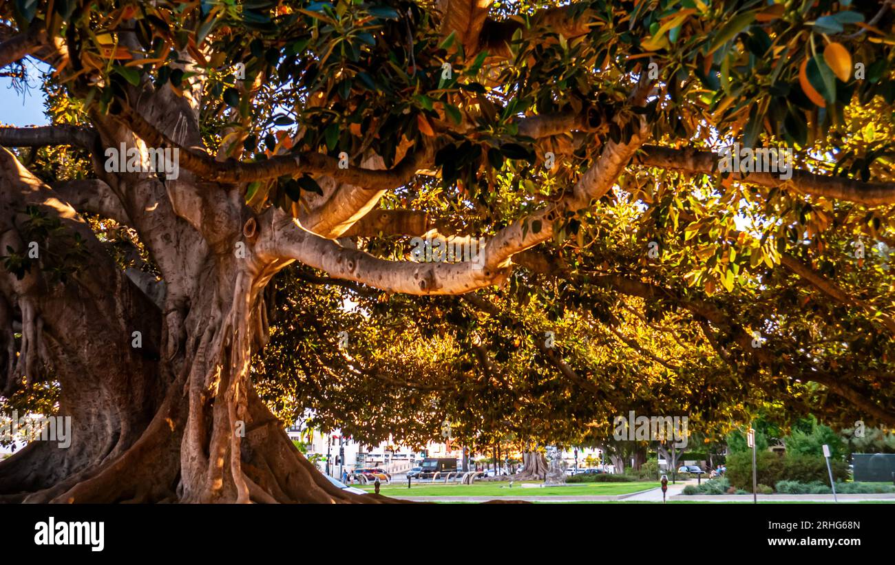 A southern magnolia tree, Magnolia grandiflora Stock Photo - Alamy