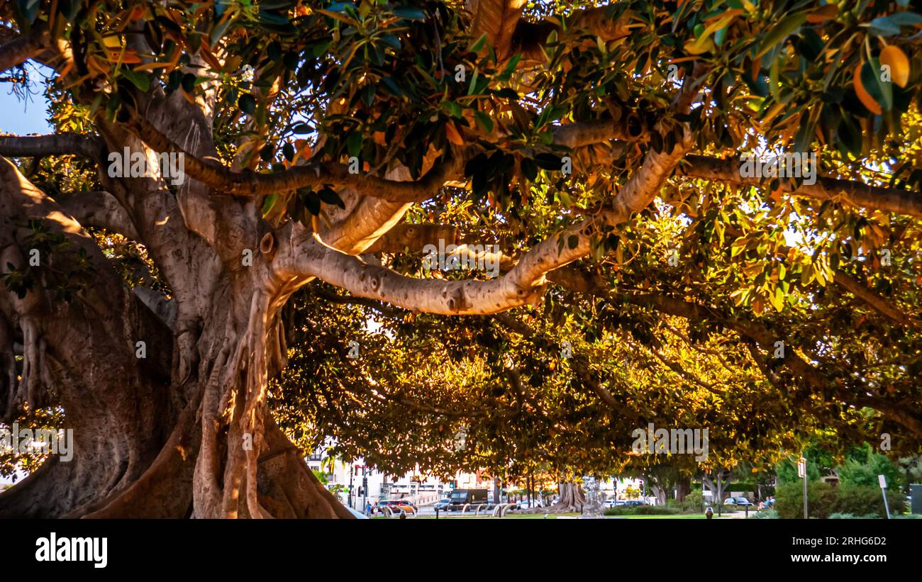 A southern magnolia tree, Magnolia grandiflora, in Beverly Hills, Los ...