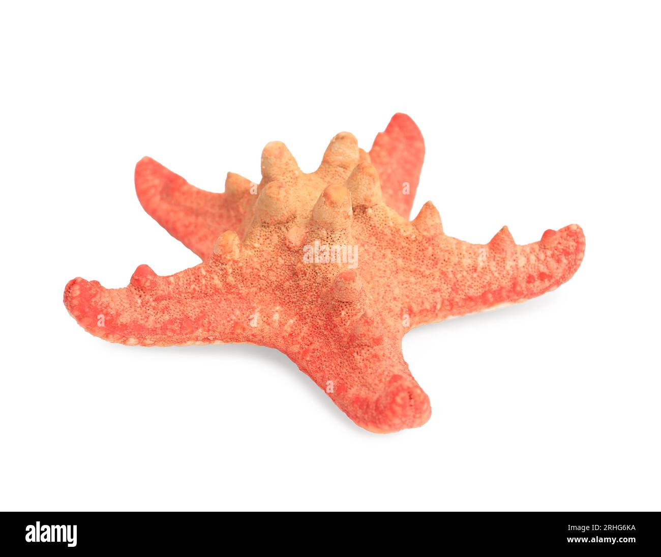 Beautiful sea star starfish Cut Out Stock Images & Pictures - Alamy